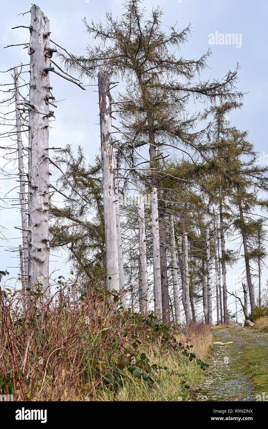 Infested trees hi-res stock photography and images - Alamy