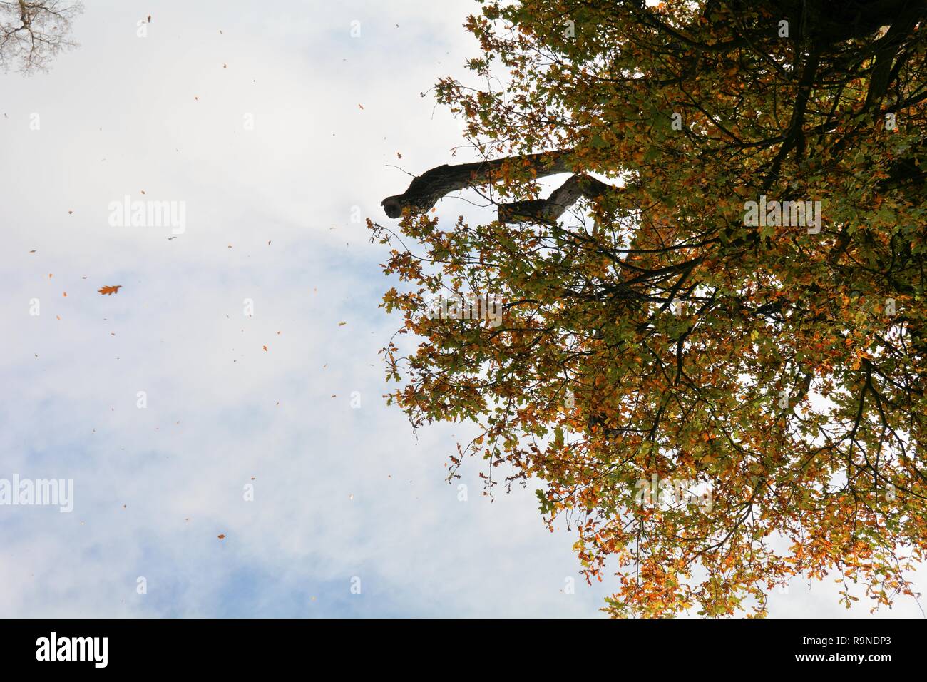 Autumn storm hi-res stock photography and images - Alamy