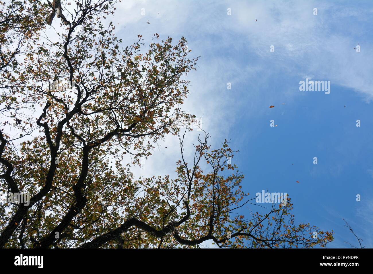 Autumn storm hi-res stock photography and images - Alamy