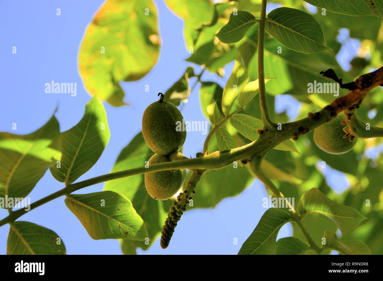 Walnut tree in the summer Stock Photo - Alamy