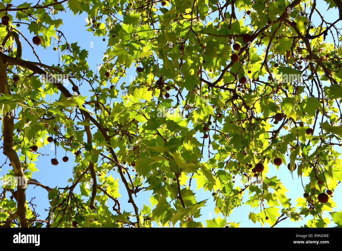 Plane tree seeds hi-res stock photography and images - Alamy