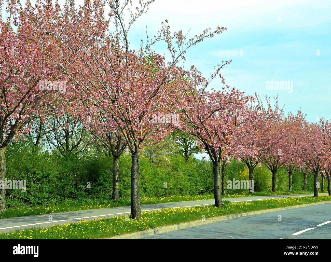 Cherrywood road hi-res stock photography and images - Alamy