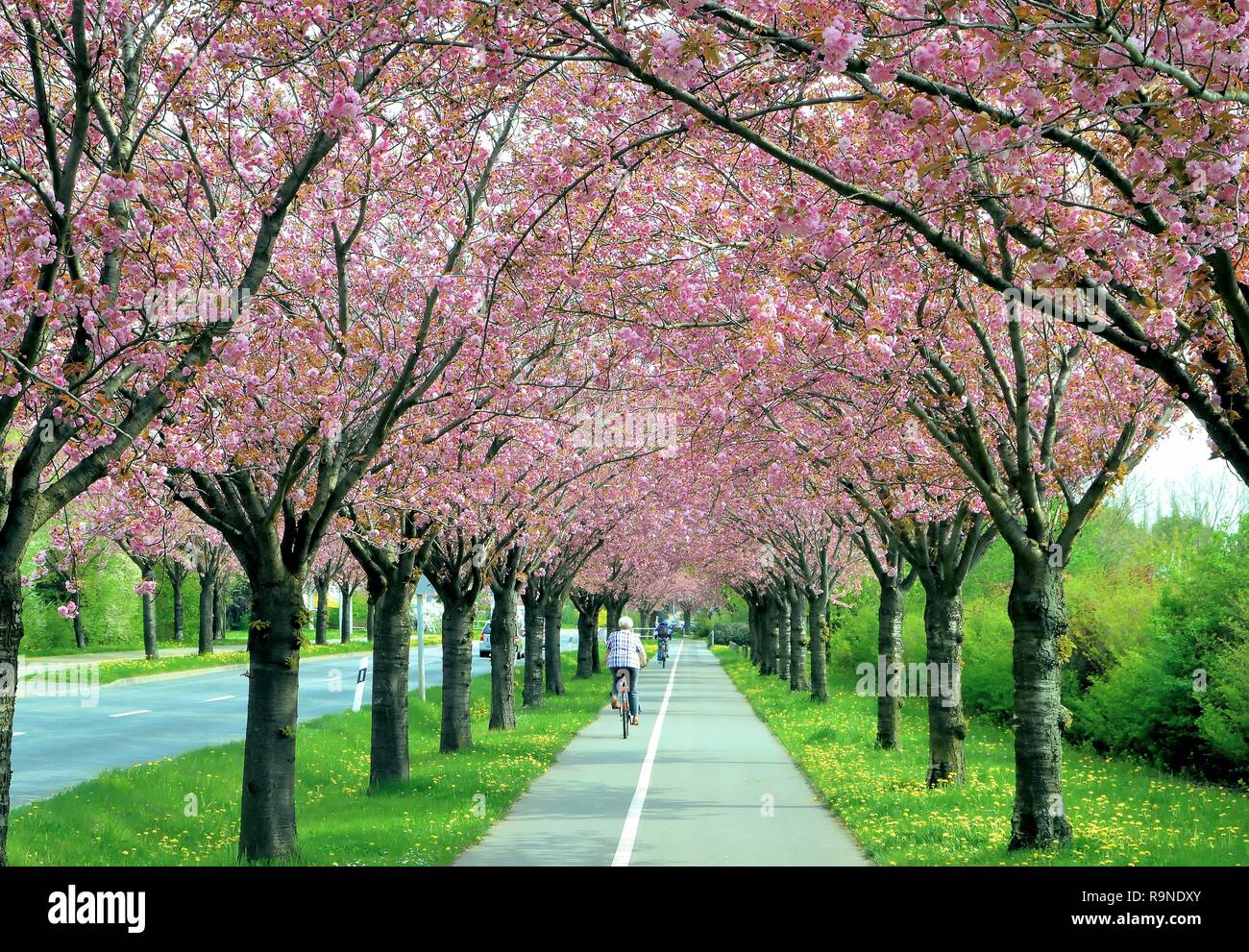 Road with blooming cherry trees Stock Photo - Alamy
