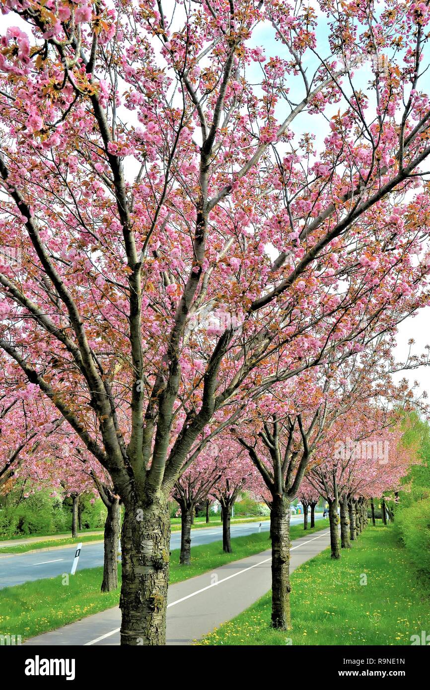 Cherrywood road hi-res stock photography and images - Alamy