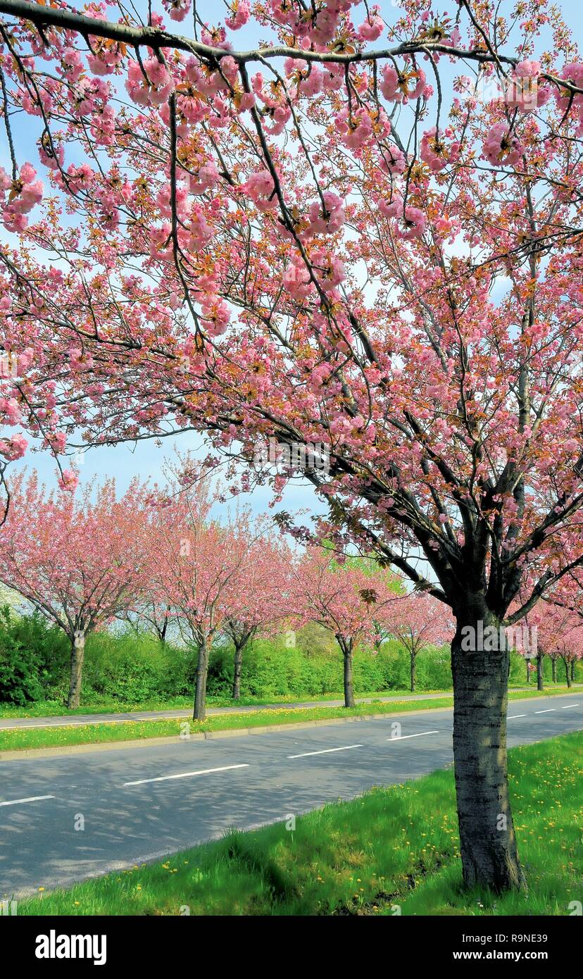 Cherrywood road hi-res stock photography and images - Alamy