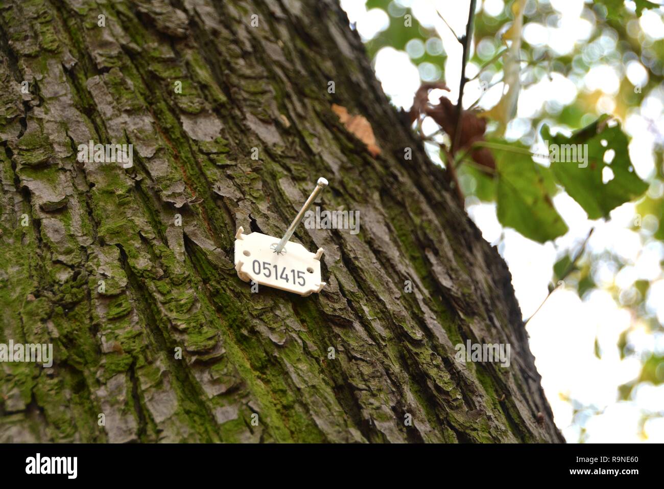 Numbered tree hi-res stock photography and images - Alamy