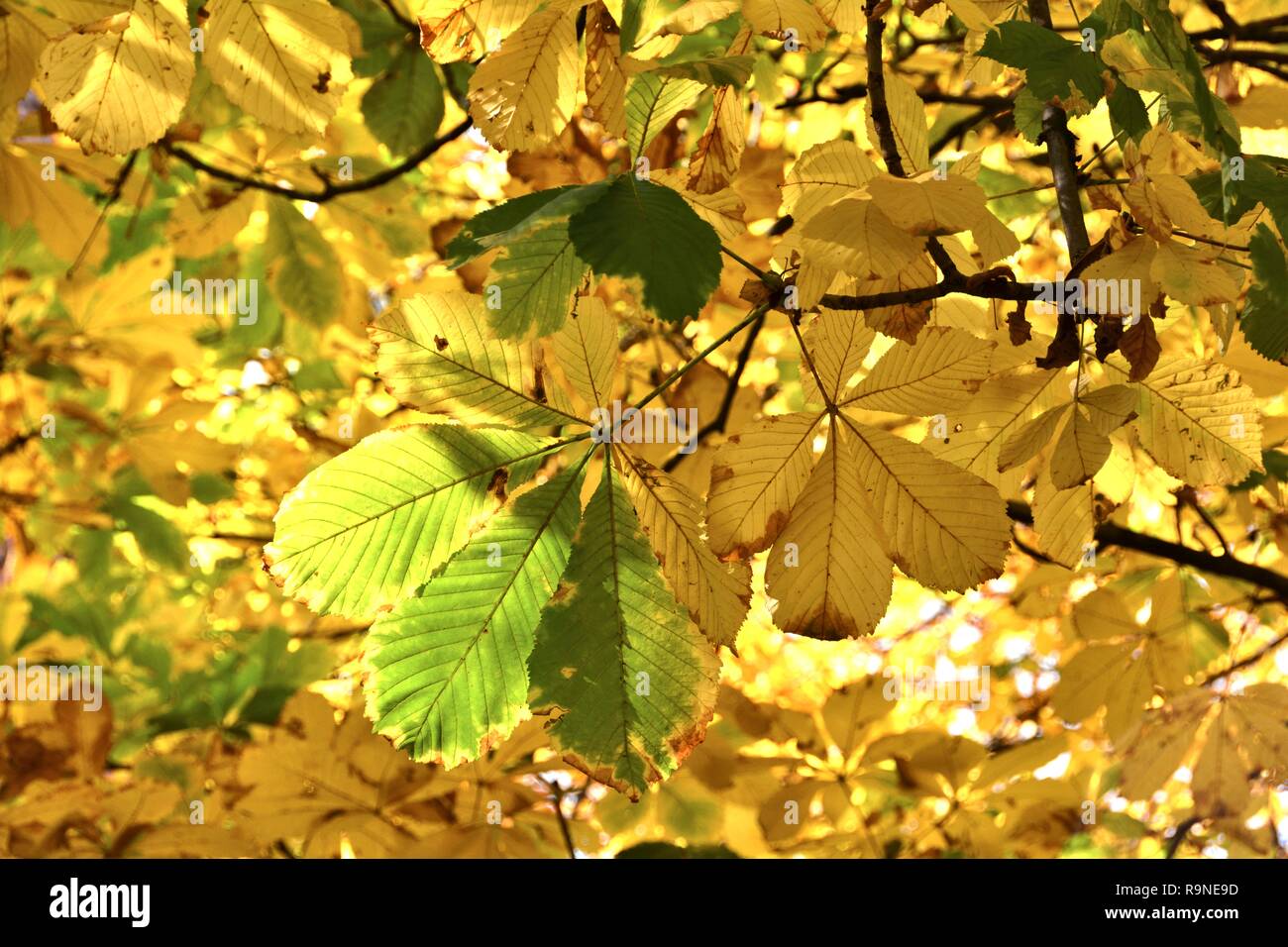 Leaves of a chestnut tree in autumn Stock Photo - Alamy