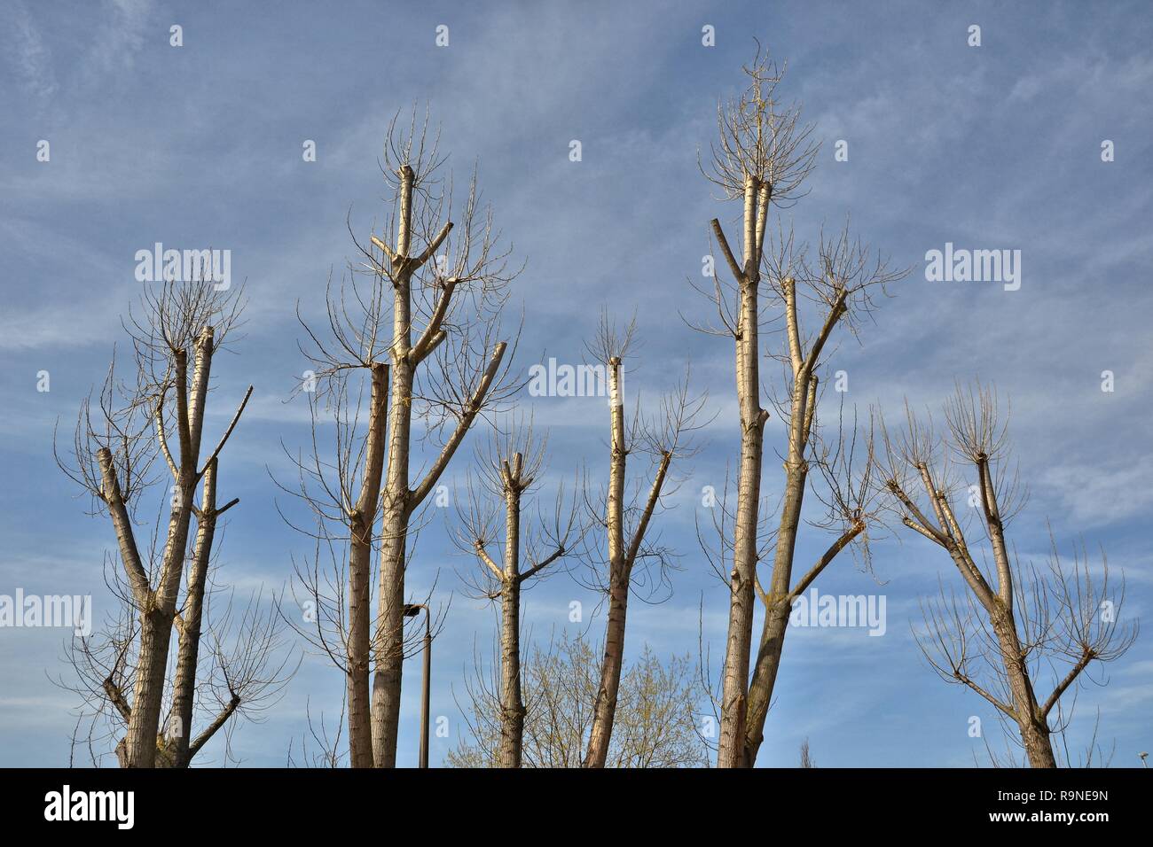Winter trimming trees hi-res stock photography and images - Alamy