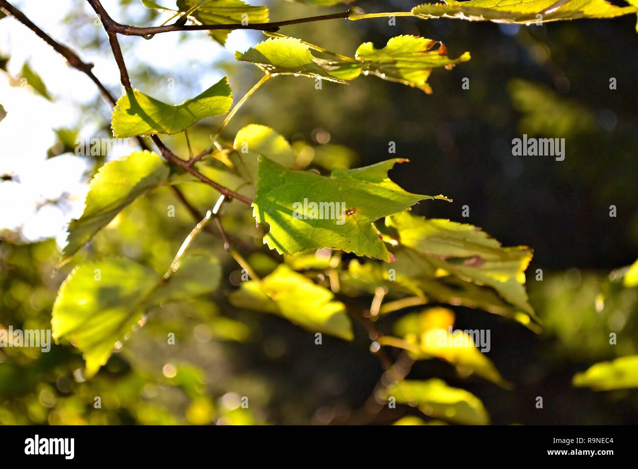 Lime tilia cordata autumn tree hi-res stock photography and images - Alamy