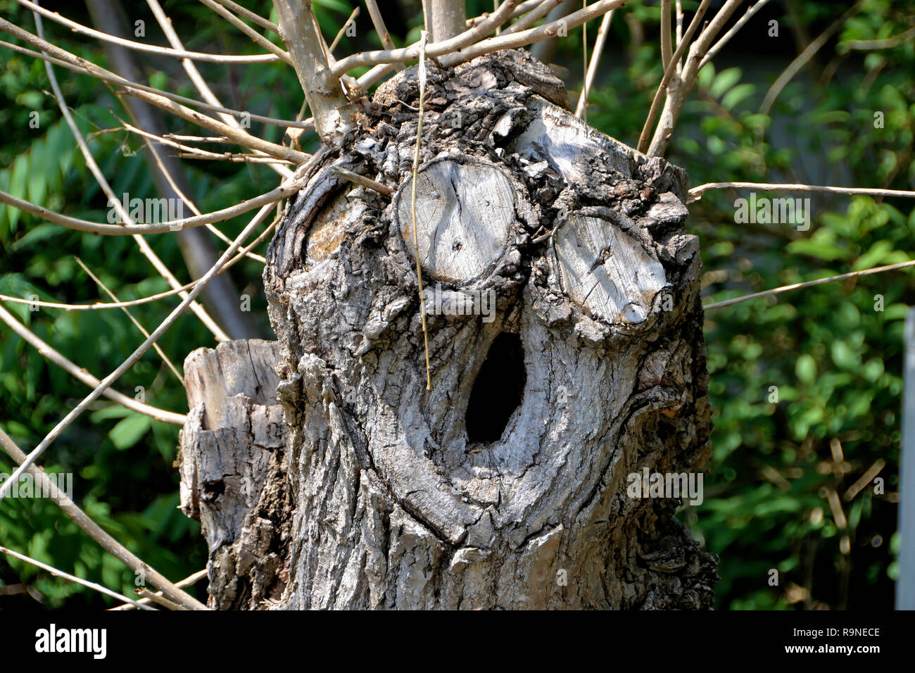 Tree with face on the way edge Stock Photo - Alamy