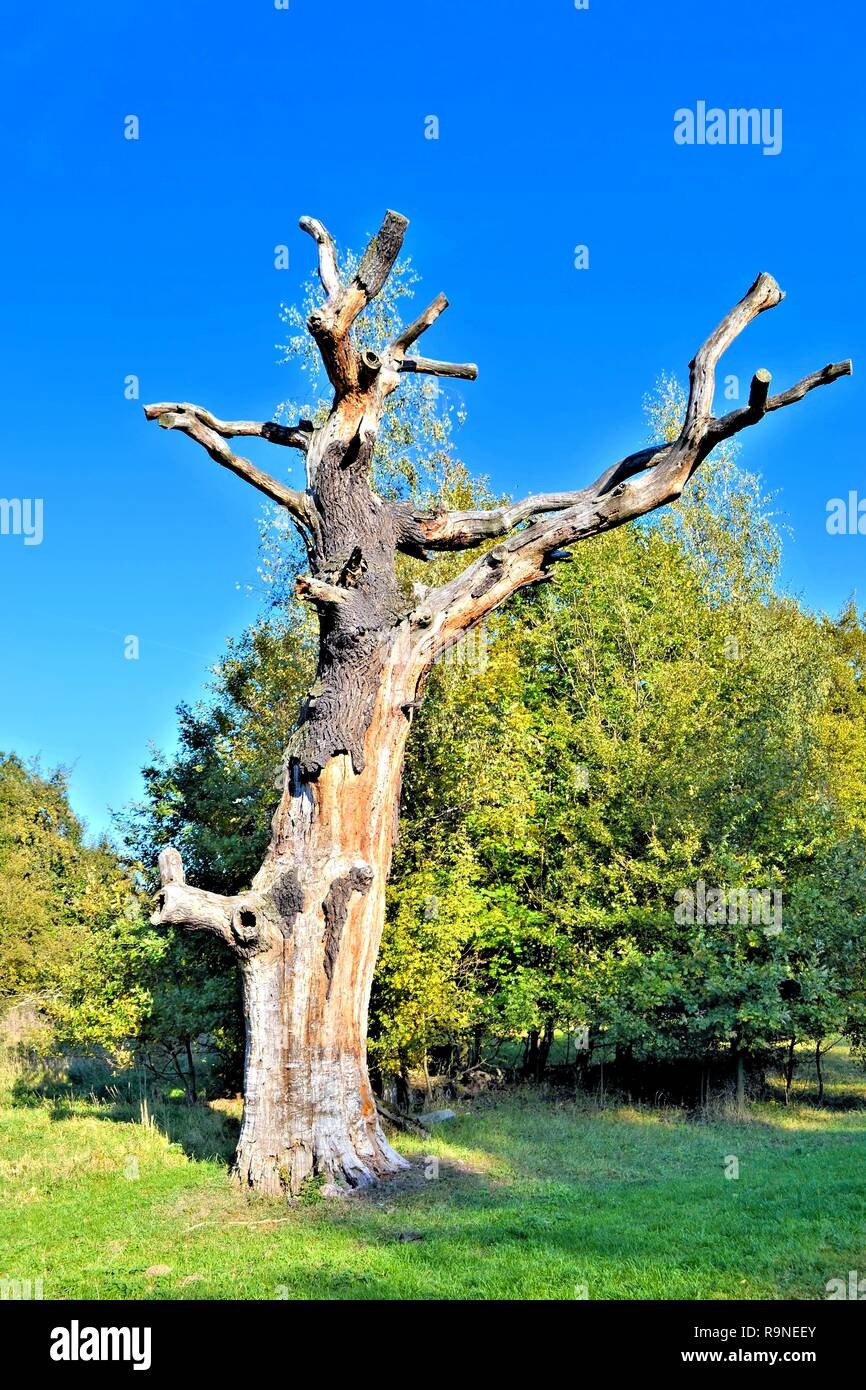 Dead tree giant hi-res stock photography and images - Alamy