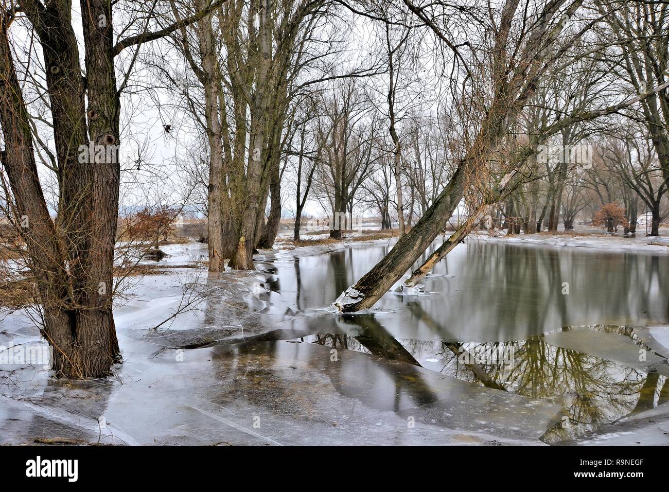 Flooding in a forest Stock Photo - Alamy