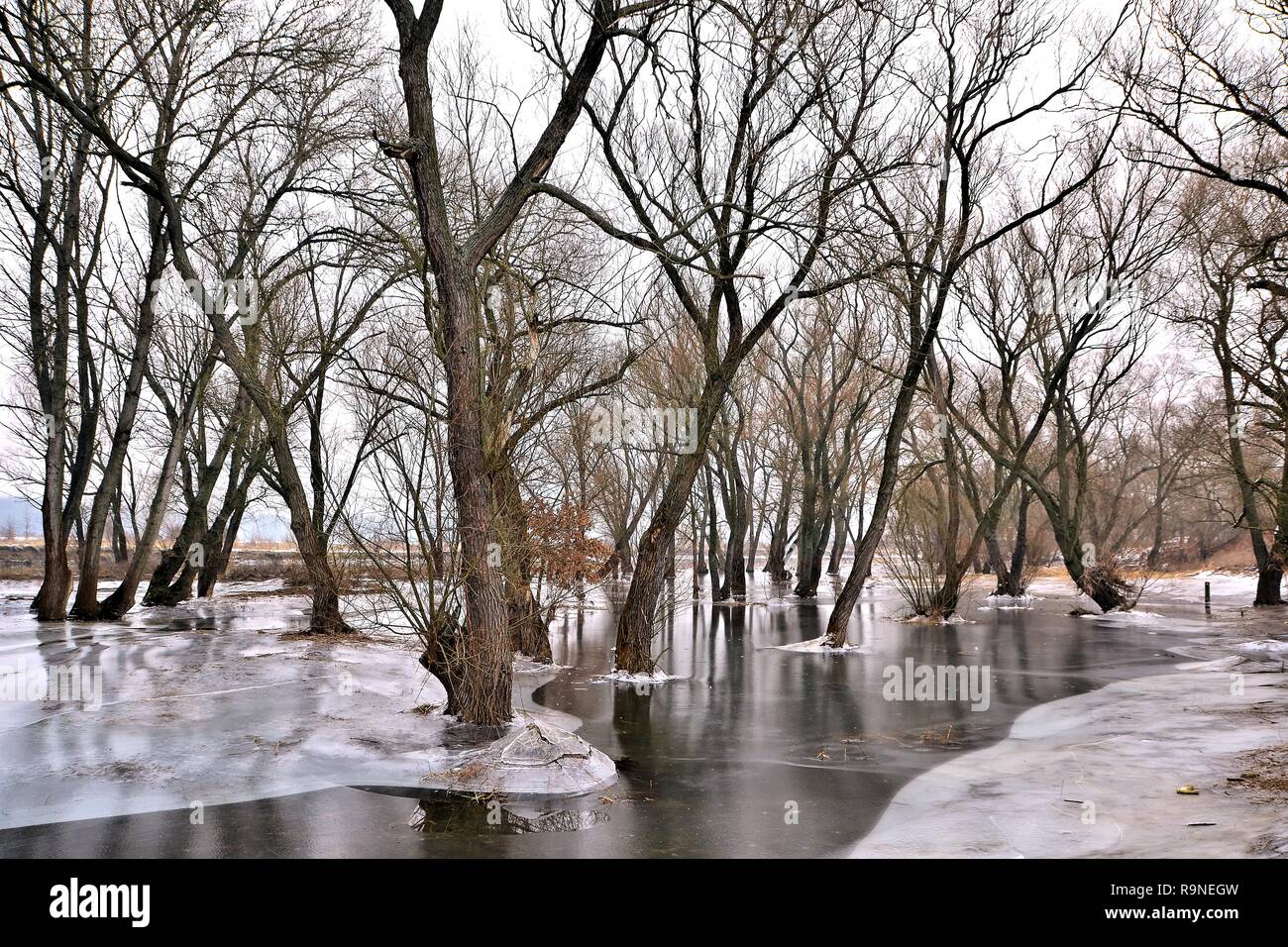Flooding in a forest Stock Photo - Alamy
