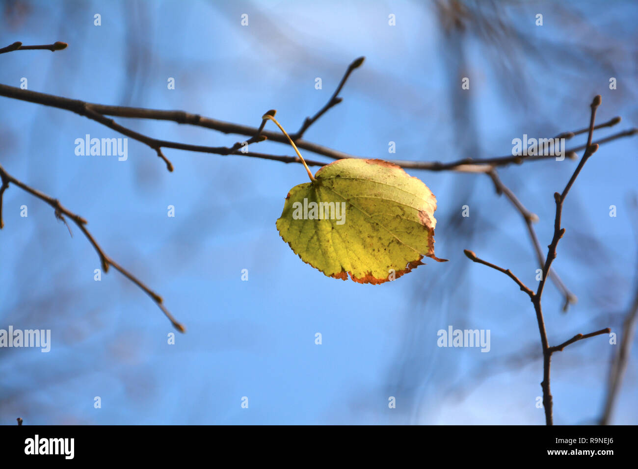 Last leaf on the tree hi-res stock photography and images - Alamy