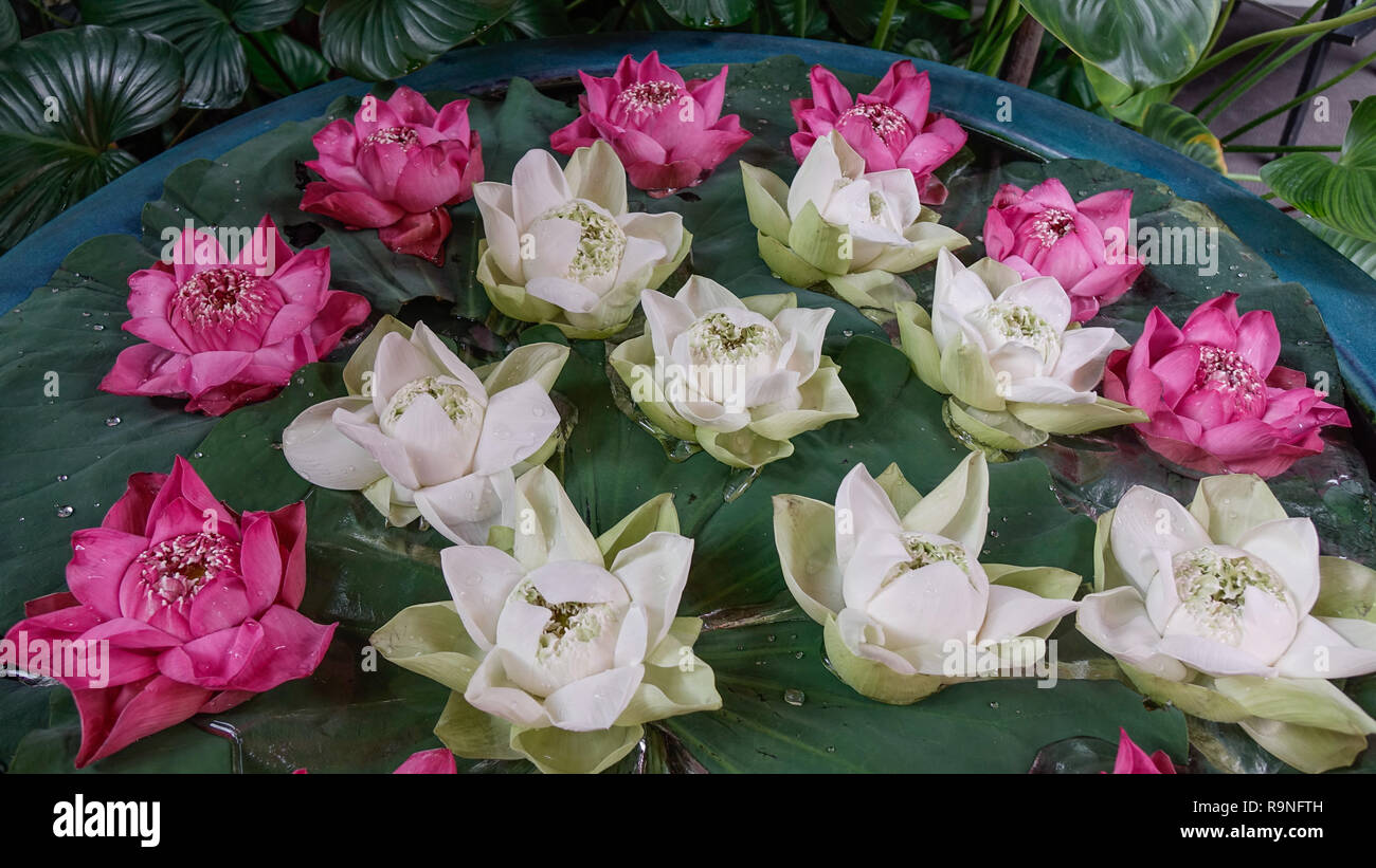 White vat flower hi-res stock photography and images - Alamy