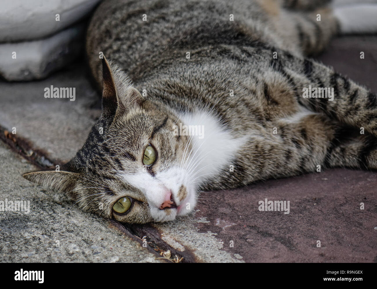 A lazy cat relaxing at old house in Bangkok, Thailand Stock Photo - Alamy