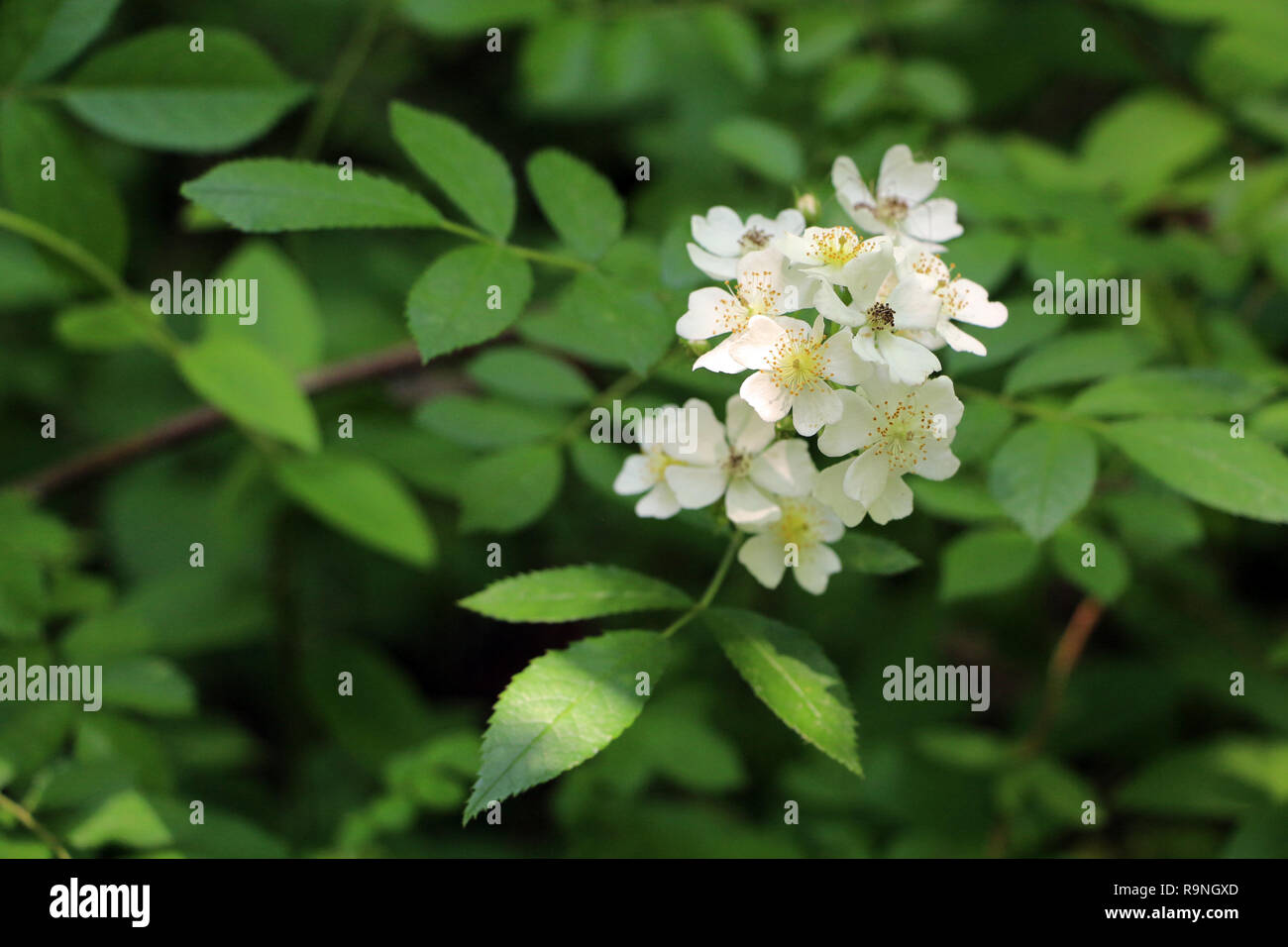 Small white wildflowers hi-res stock photography and images - Alamy