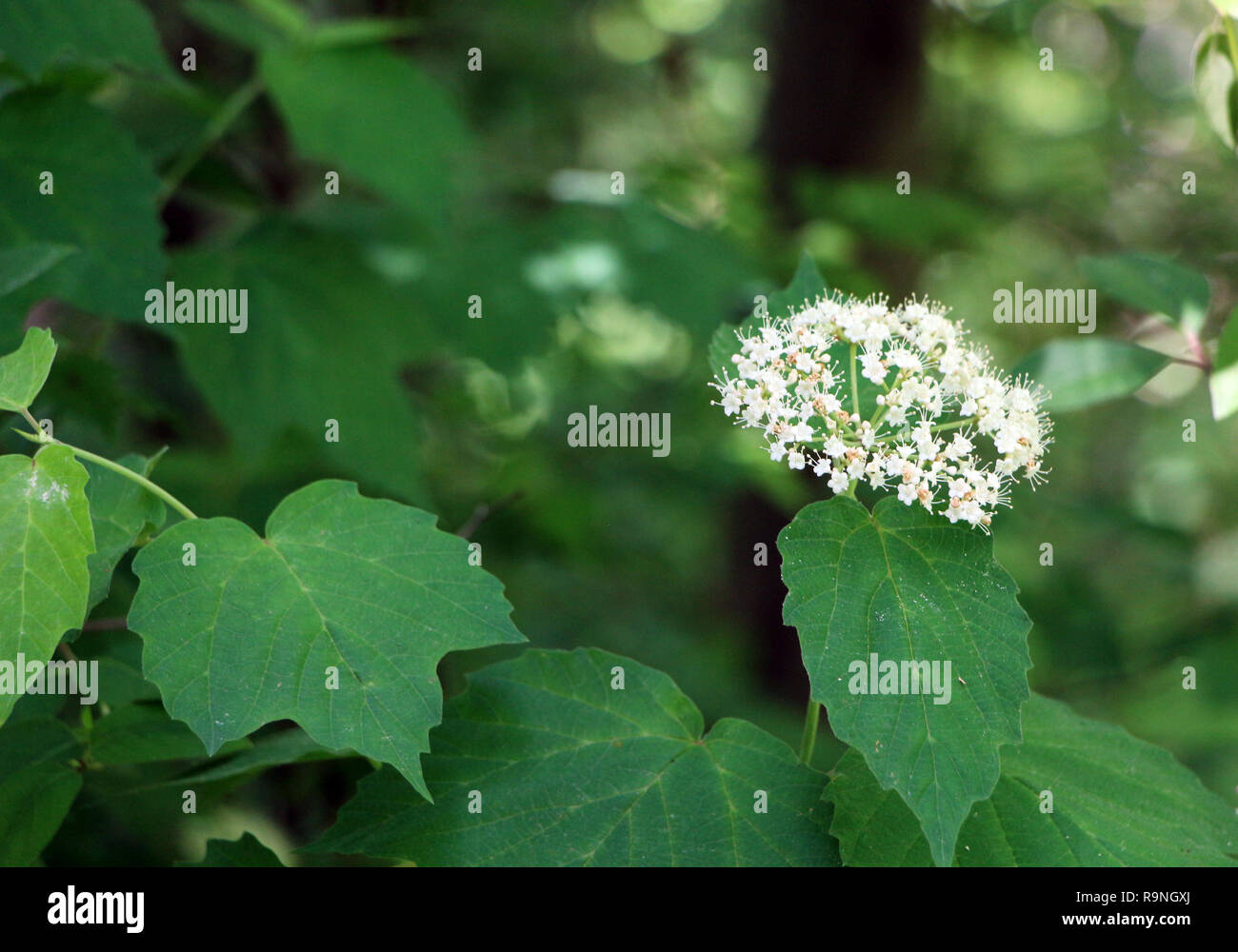 Small white wildflowers hi-res stock photography and images - Alamy