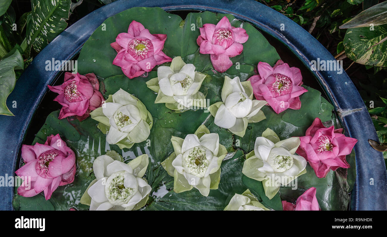 White vat flower hi-res stock photography and images - Alamy
