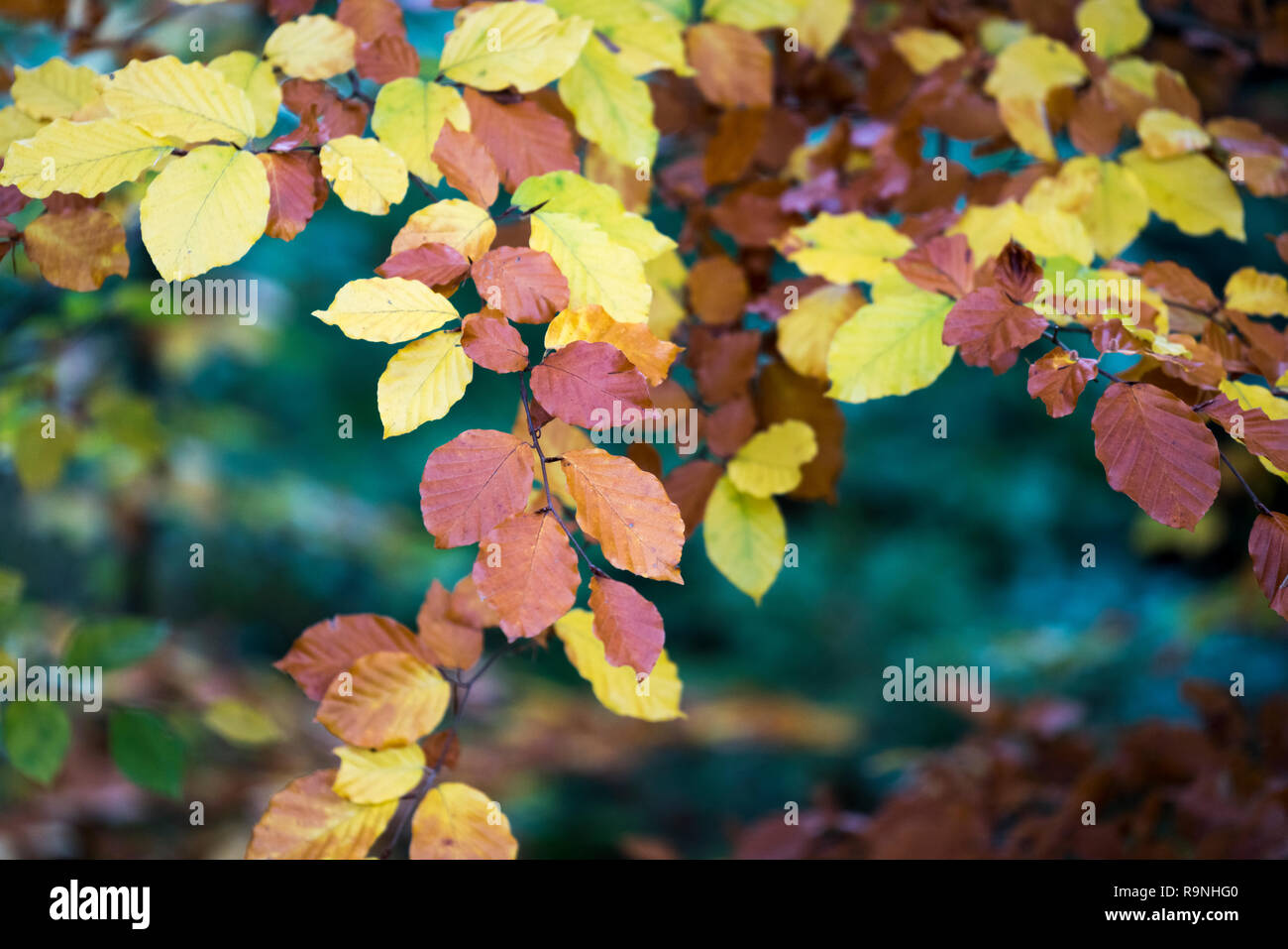 Beautiful beauty beech branch bright closeup hi-res stock photography ...