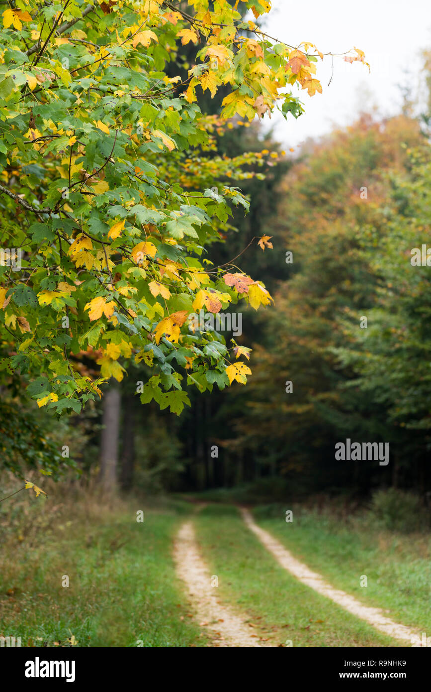 Forest path in autumn with a maple tree Stock Photo - Alamy