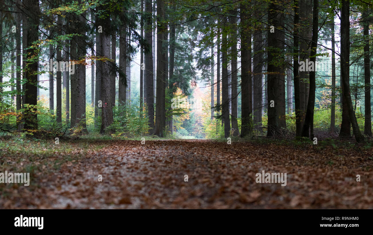 October forest hi-res stock photography and images - Alamy