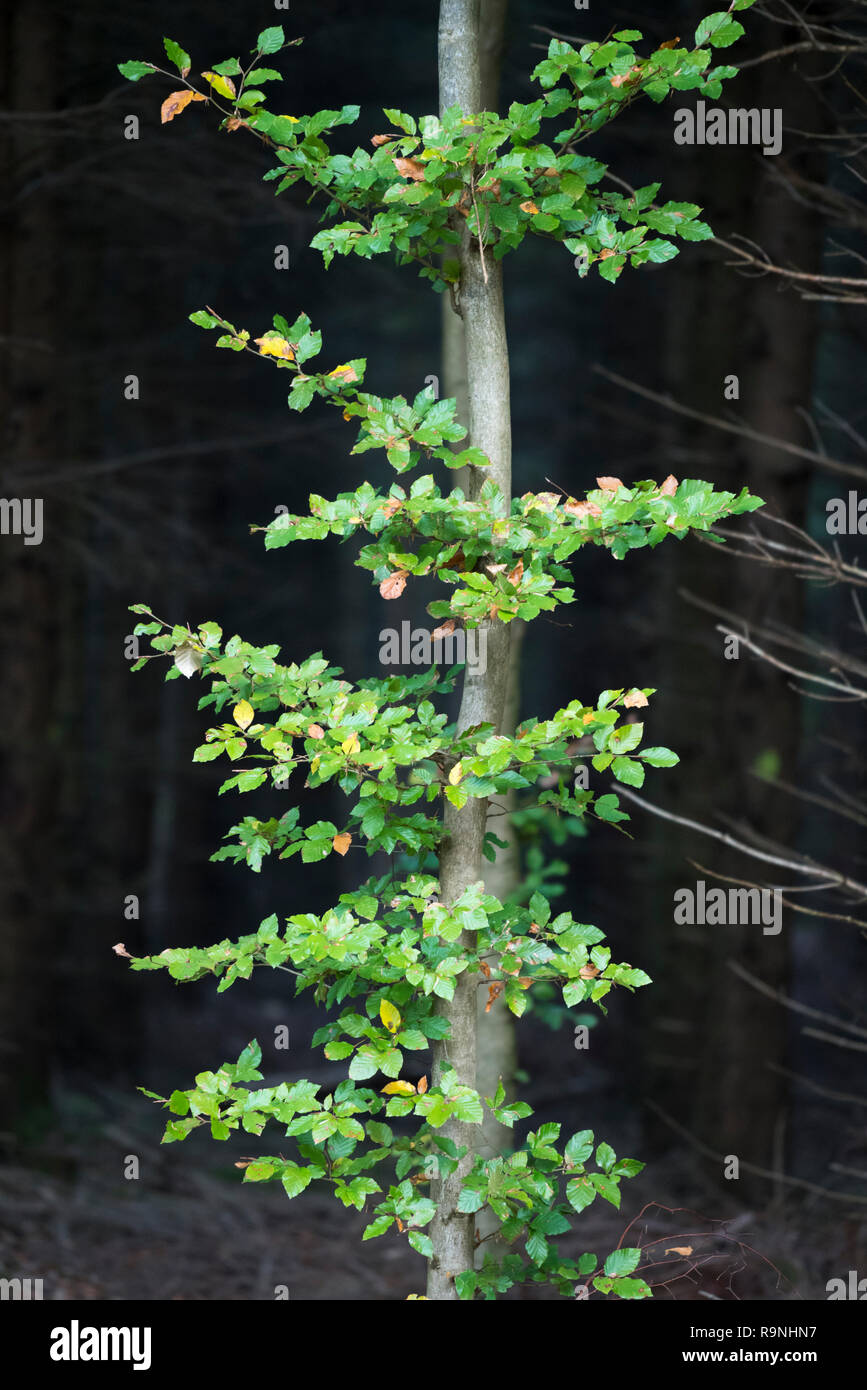 Tree trunk with green shoots Stock Photo - Alamy