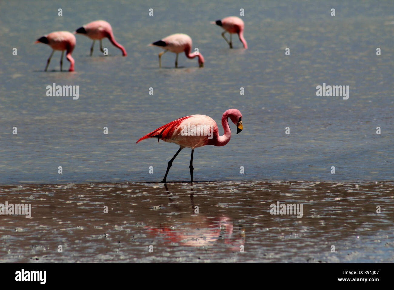 Flock of pink flamingos walking in high altitude lake, Laguna verde ...