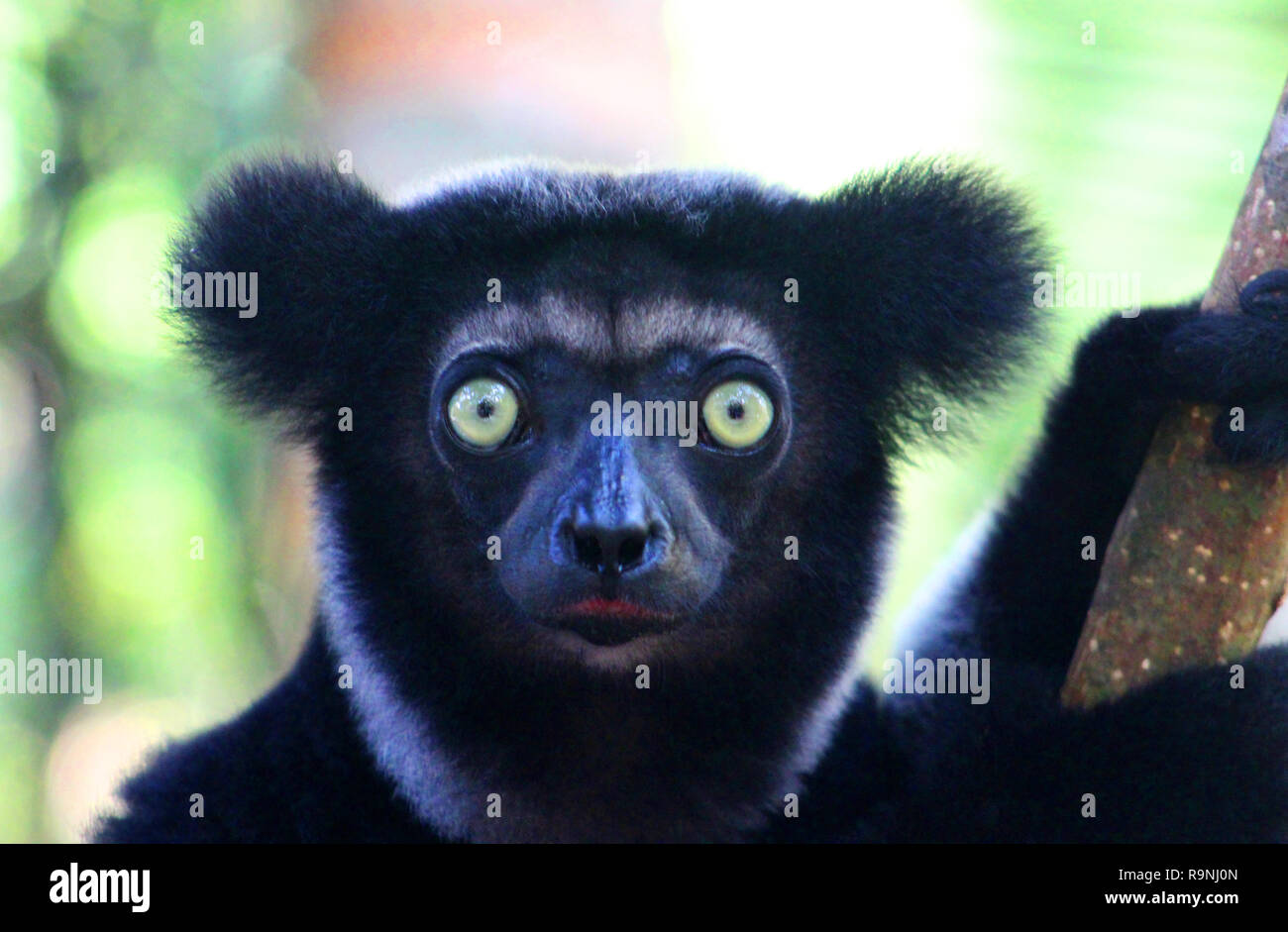 Sideways photo of super cute Indri infront of pink and green background ...