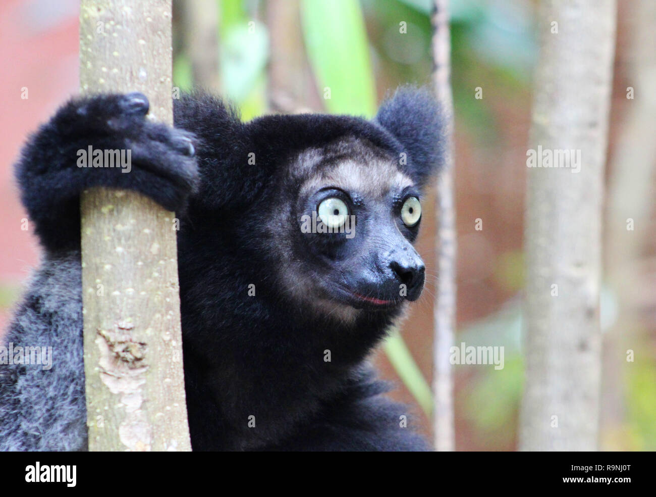 Sideways photo of super cute Indri infront of pink and green background ...
