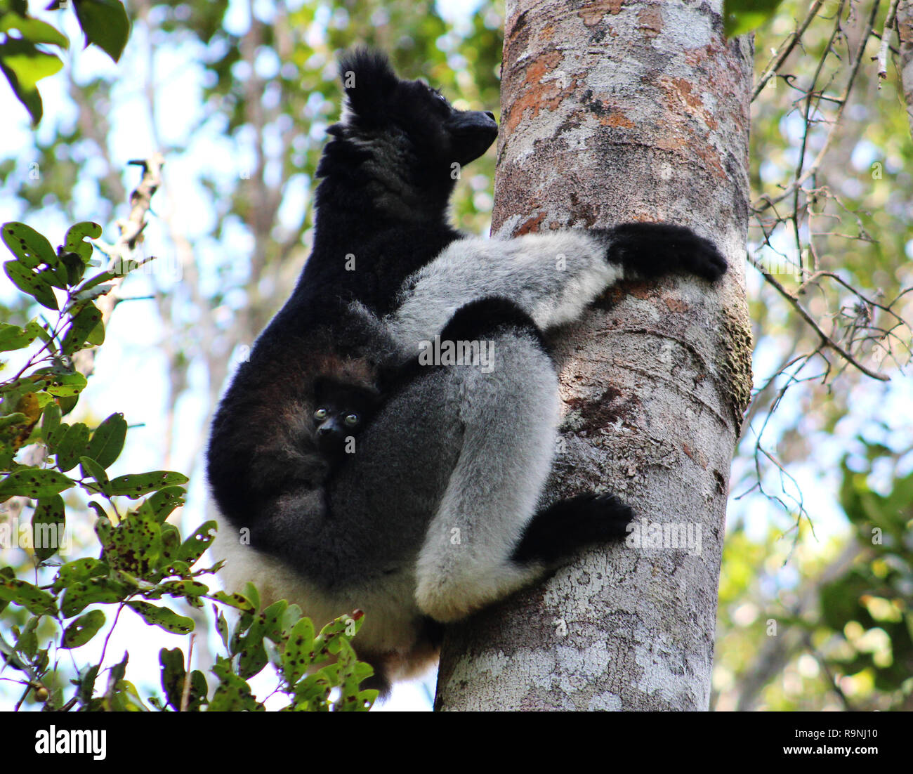 Sideways photo of Indri Indri mother with baby climbing a tree ...