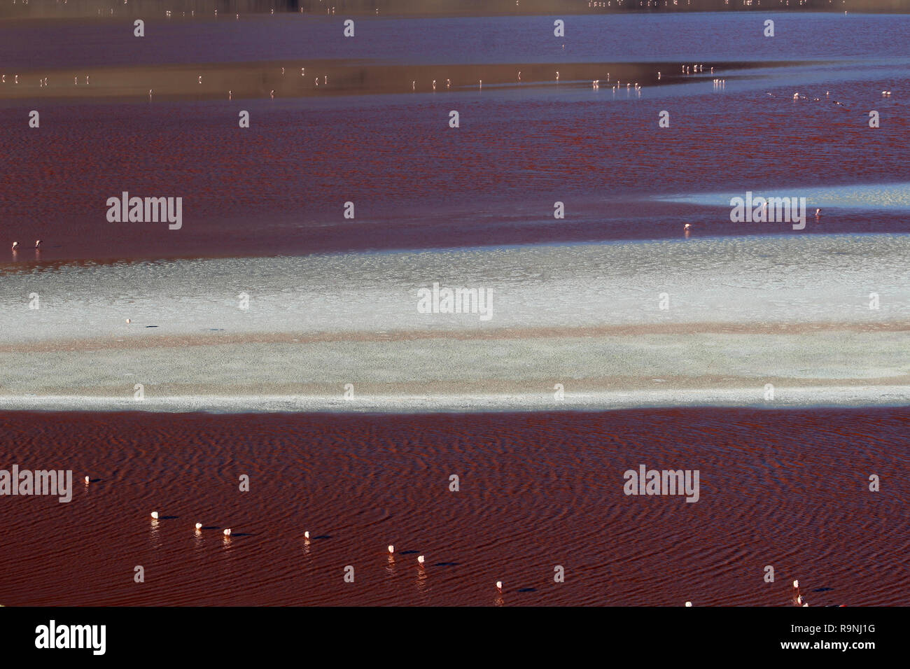 Panorama of laguna colorada, stunning blood red, pink lake with ...