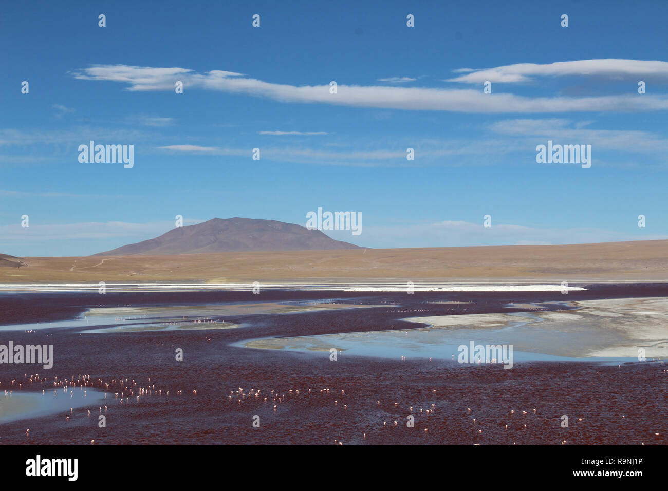 Panorama of laguna colorada, stunning pink lake with flamingos and ...