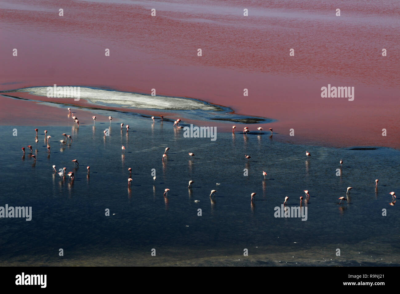 Panorama of laguna colorada salt lake, stunning pink lake with ...