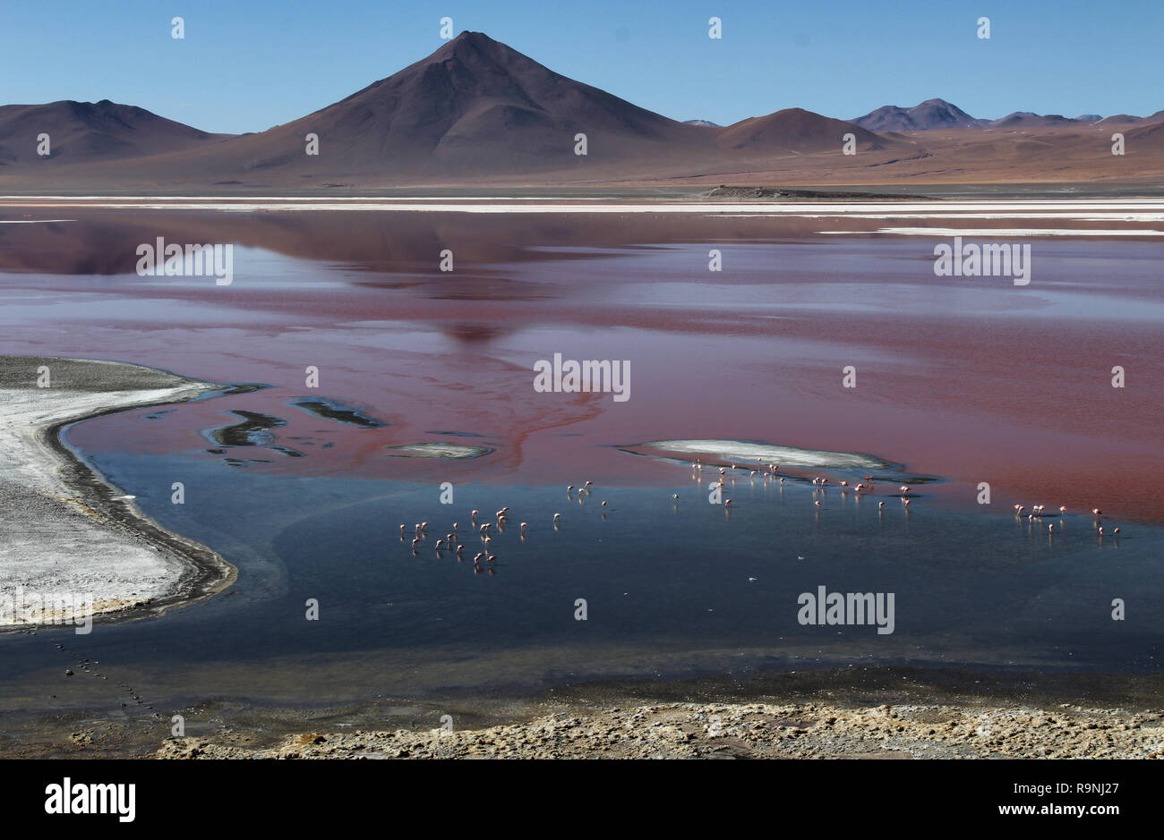 Panorama of laguna colorada with mountain background, stunning pink ...