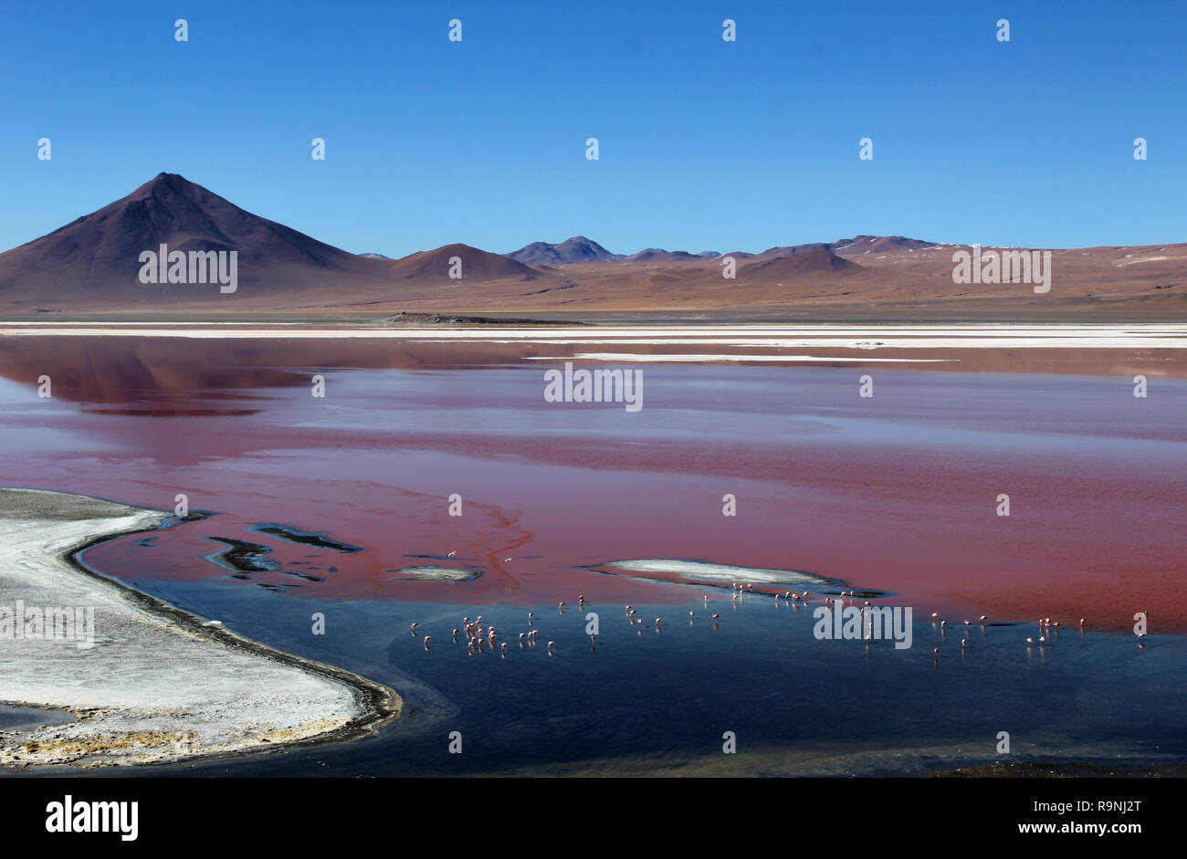 Panorama of laguna colorada, stunning pink lake with flamingos and ...