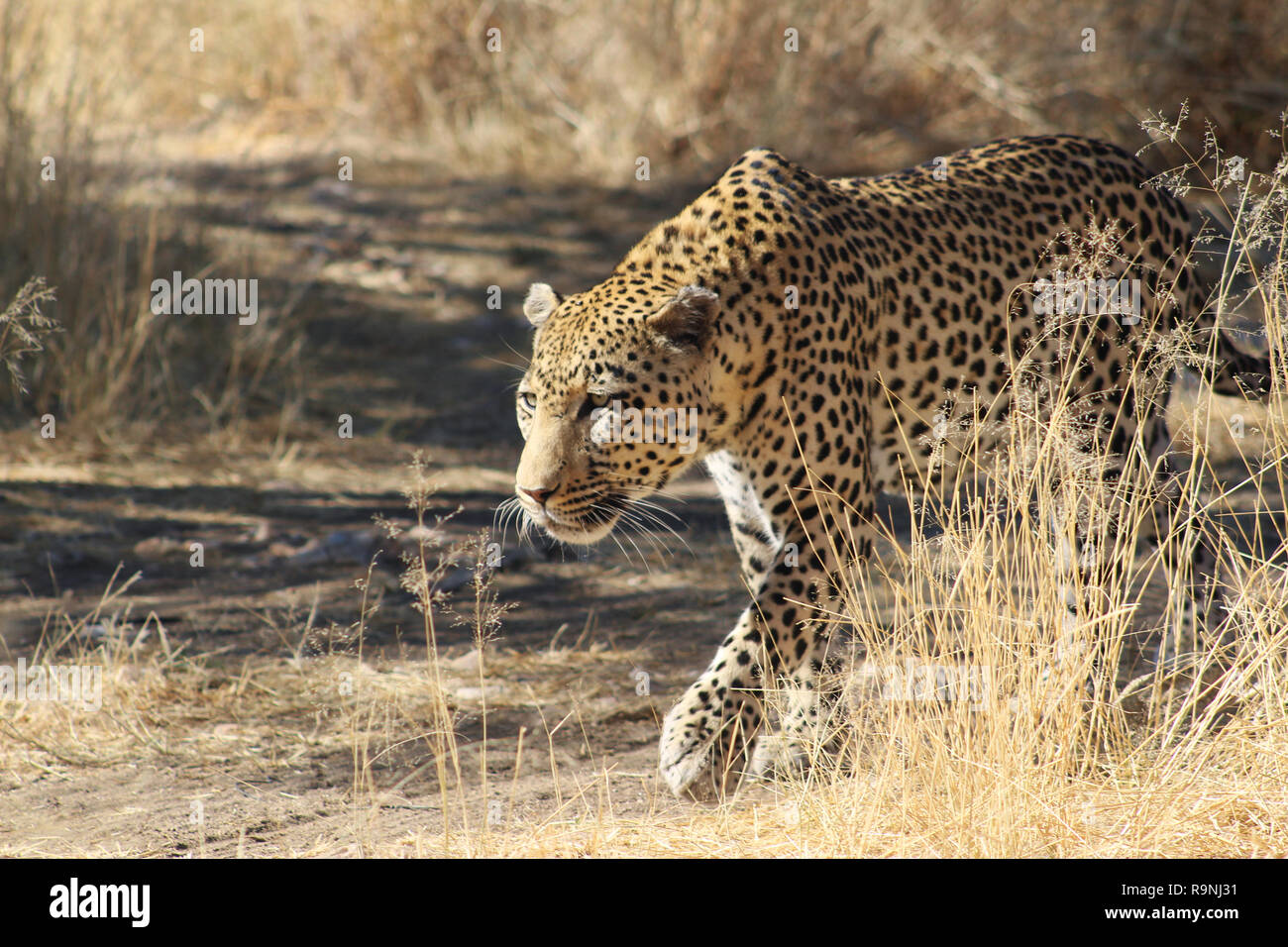 Game ranch hi-res stock photography and images - Alamy