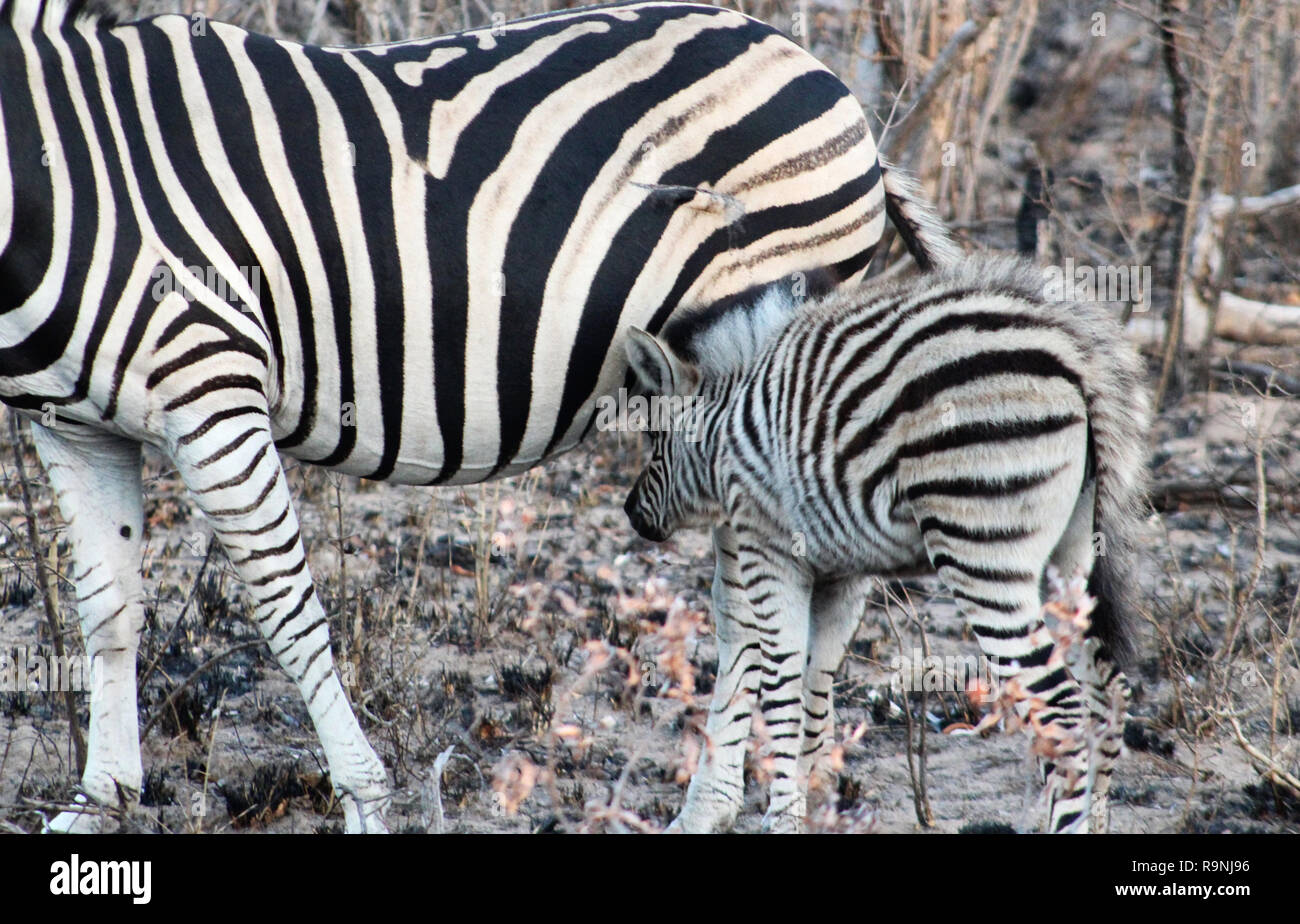 Mother zebra nursing its young, red shrubbery in background, side ...