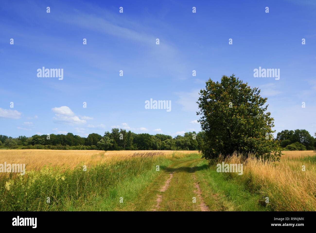 Nature landscape in Brandenburg Stock Photo - Alamy