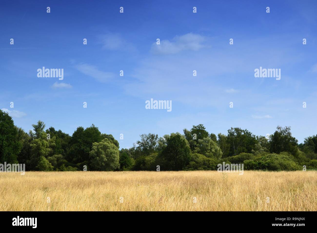 Nature landscape in Brandenburg Stock Photo - Alamy