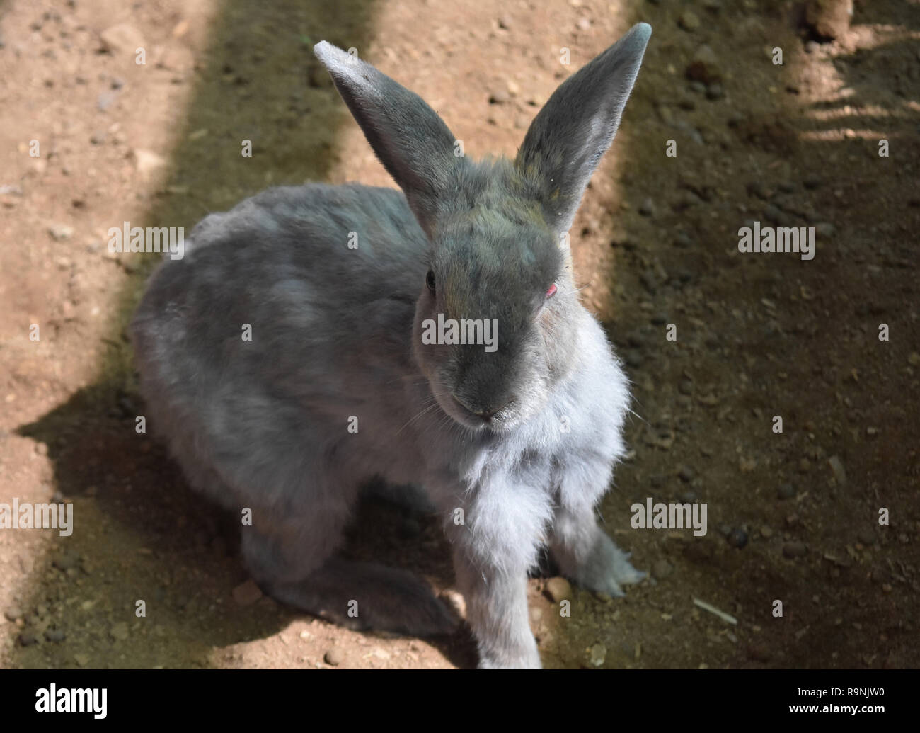 Cute fluffy gray bunny rabbit in the wild Stock Photo - Alamy
