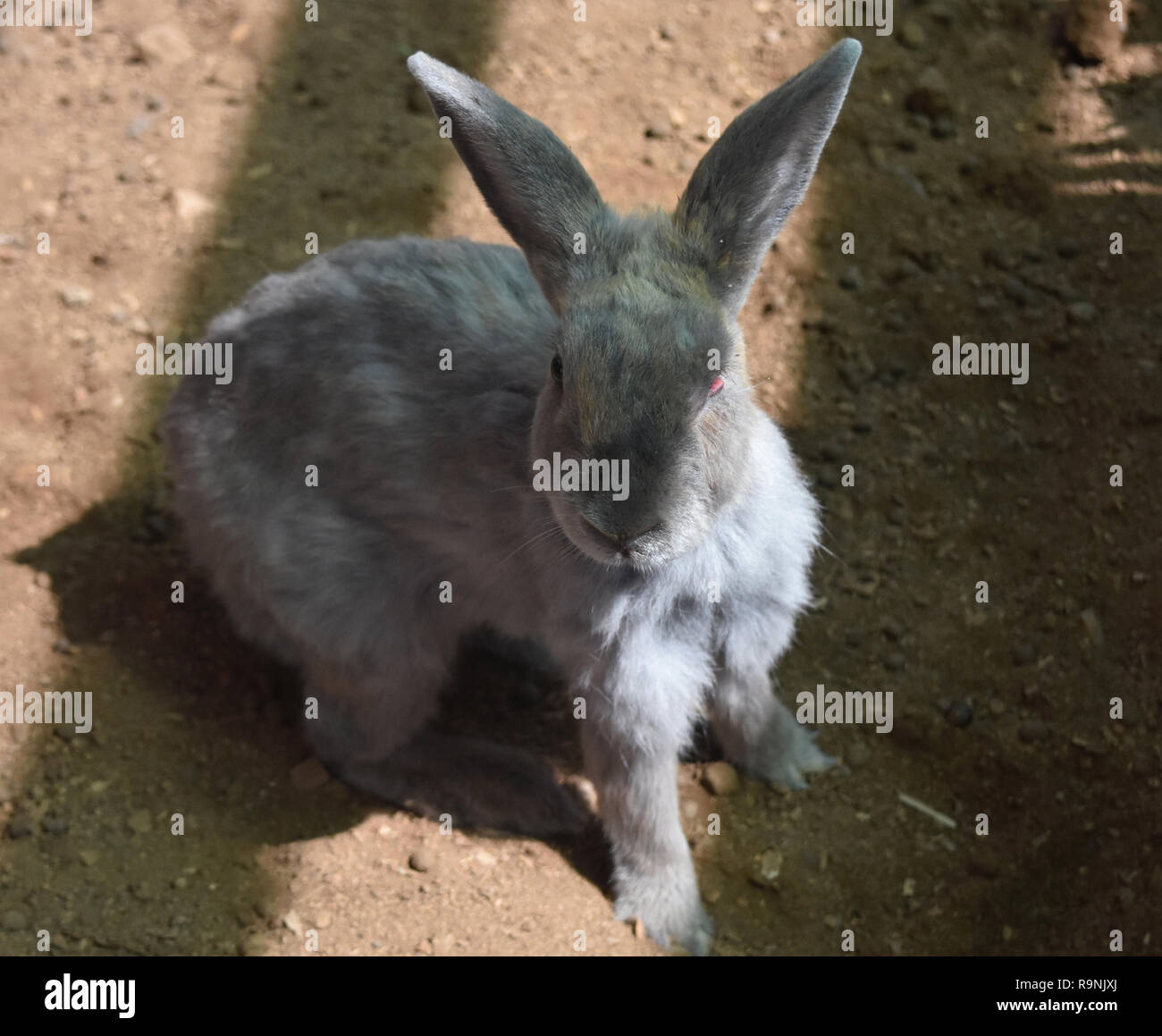 Adorable cute gray rabbit with pink in his eyes Stock Photo - Alamy