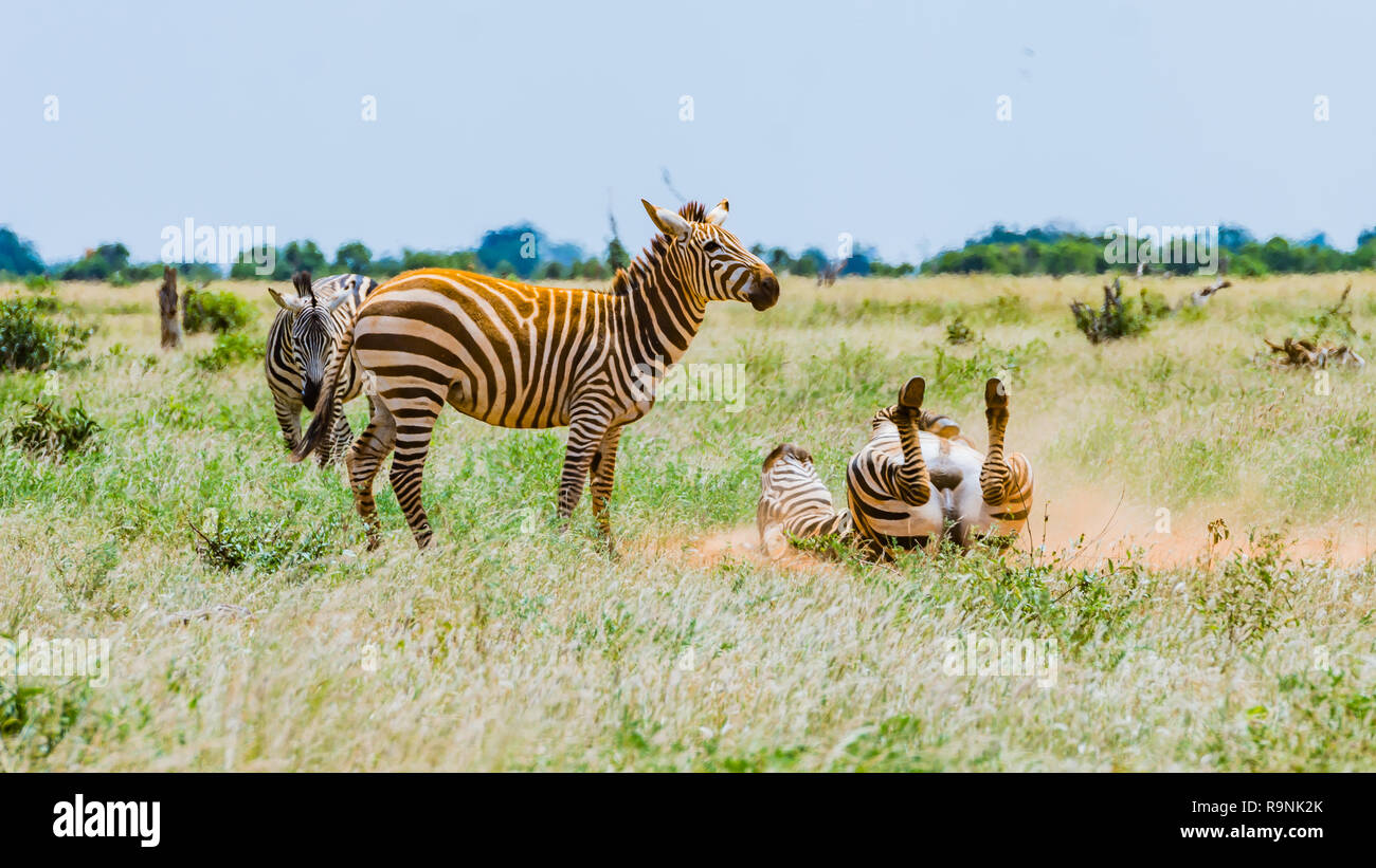 A Zebra on the ground with belly facing up Stock Photo - Alamy