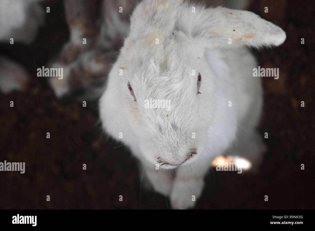 A close up look at a wild white rabbit standing up Stock Photo - Alamy