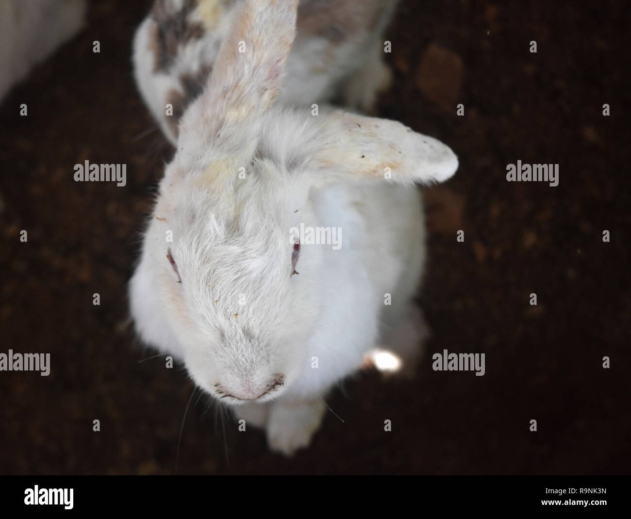 White wild rabbit standing up on hind legs Stock Photo - Alamy