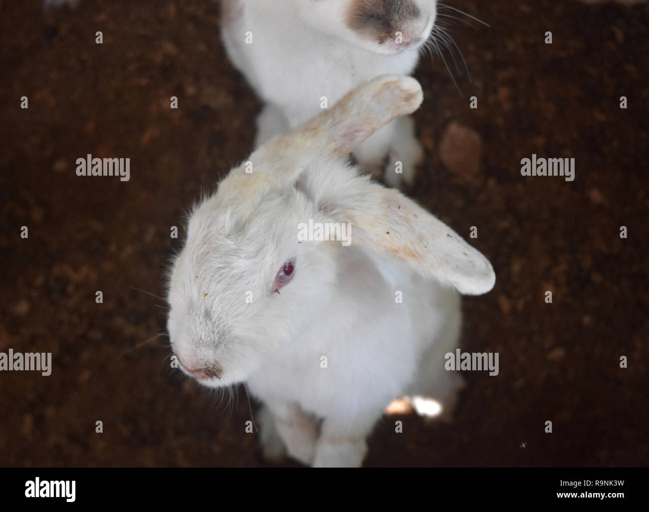 Fluffy white rabbit with pink eyes standing up on his back hind legs ...