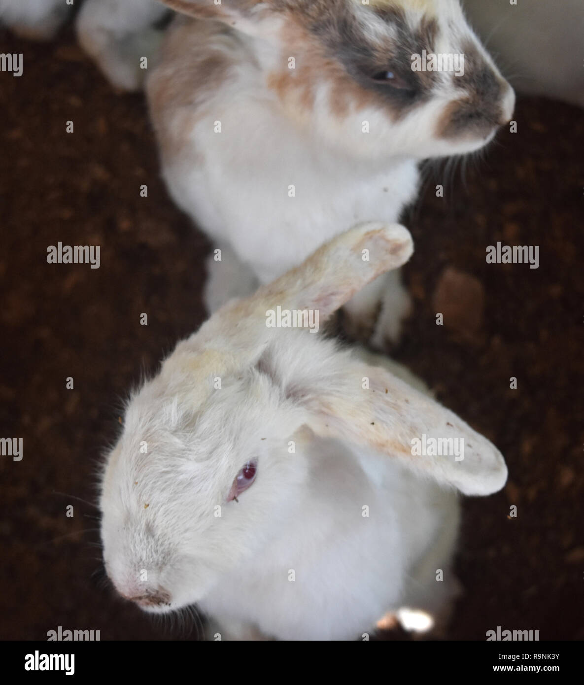 Two pair white bunnies rabbits hi-res stock photography and images - Alamy
