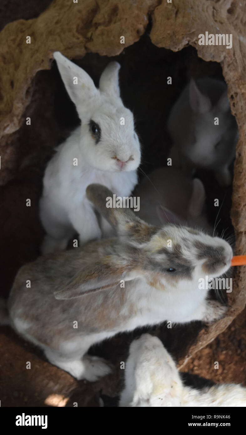 Hanging rabbits hi-res stock photography and images - Alamy