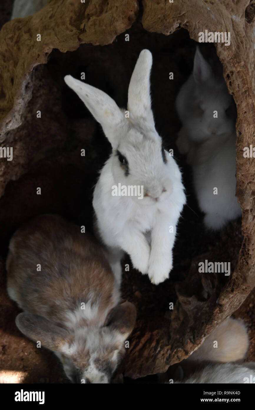 Beautiful wild white rabbit standing up on his hind legs in a log Stock ...