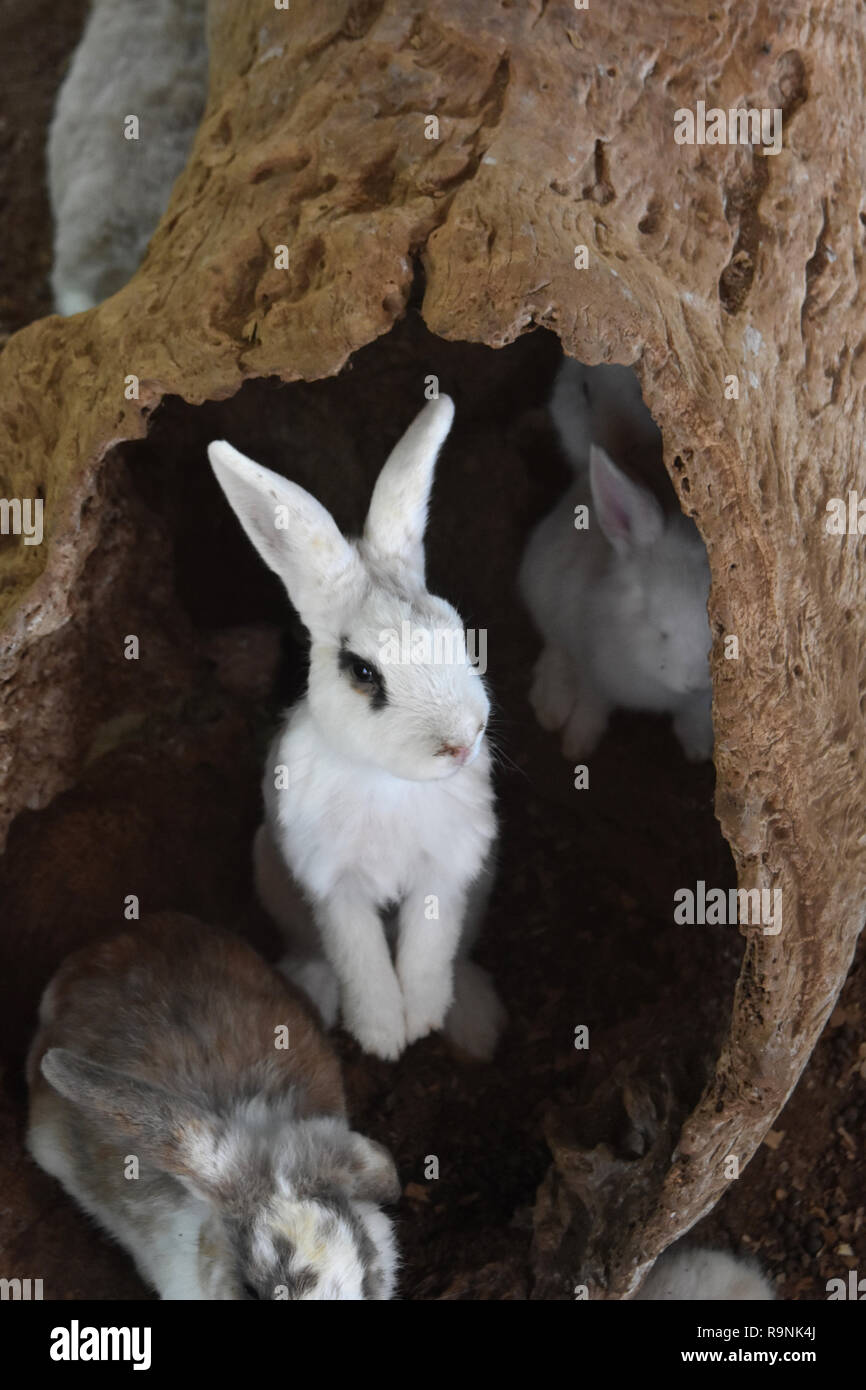 Rabbit on back legs hi-res stock photography and images - Alamy
